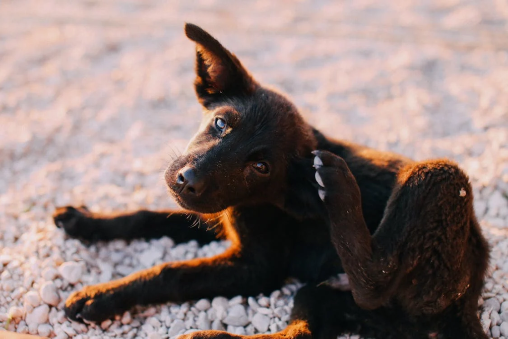 Que sont les acariens des oreilles chez les chiens : signes, symptômes ...