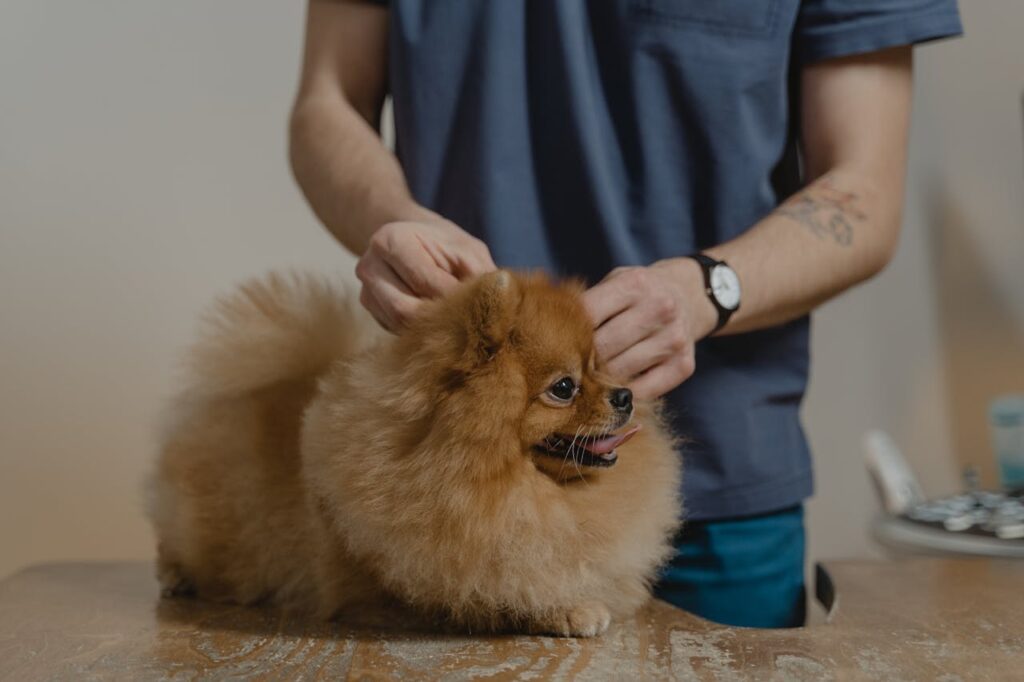 Que sont les acariens des oreilles chez les chiens : signes, symptômes ...